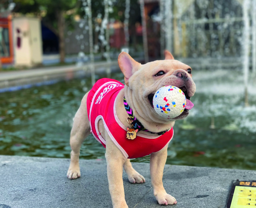 M-PETS BLOOM BALL- MONDRIAN SERIERS MIXED COLOUR – Pet O' Treats